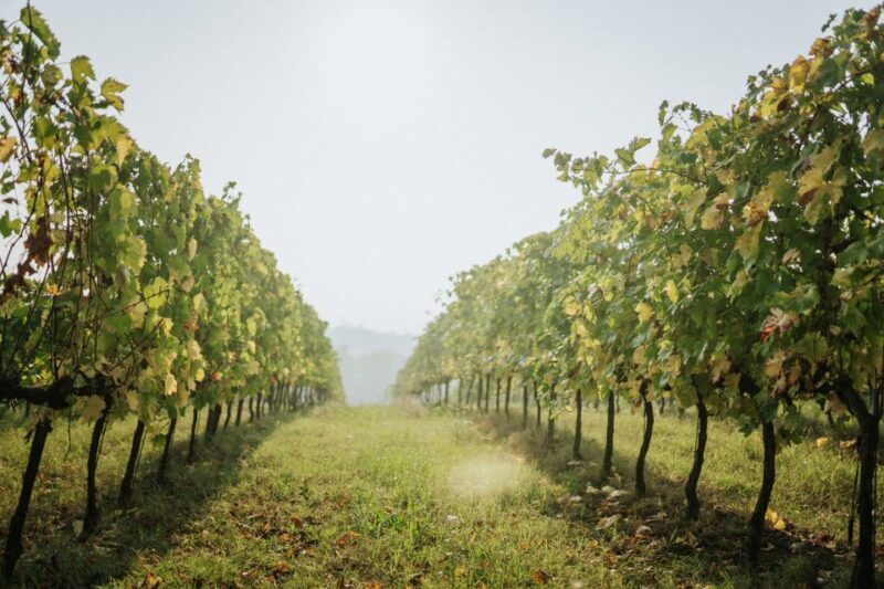 Wine tasting tour with olive oil and salami - Introduction: A Taste of Emilia-Romagna’s Finest