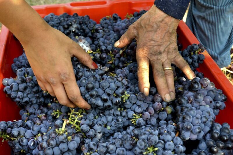 Wine tasting tour with olive oil and salami - Final Thoughts