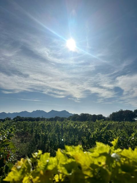 Wine tastings around Calvi & Île-Rousse - Final Thoughts