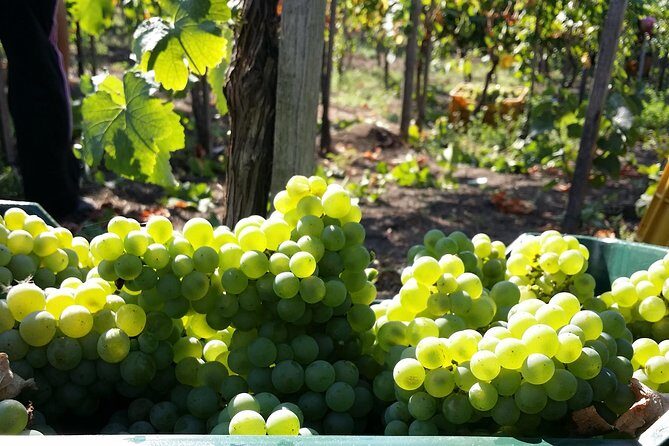 Wine Tour and Lunch with Winetasting and Vineyard Visit - Exploring the Wine Tour Experience in Detail