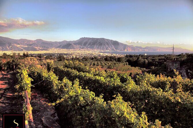 Wine Tour and Lunch with Winetasting and Vineyard Visit - Authenticity and Value