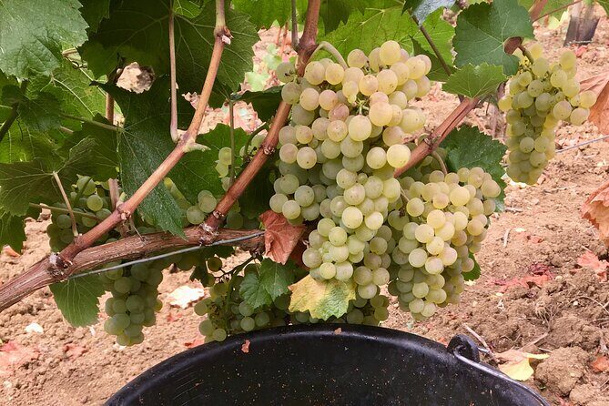 Wine tour and tasting in Burgundy - FAQ