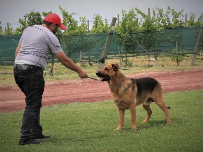 Wine tour Areni Noravank Khor Virap Areni cave - FAQ