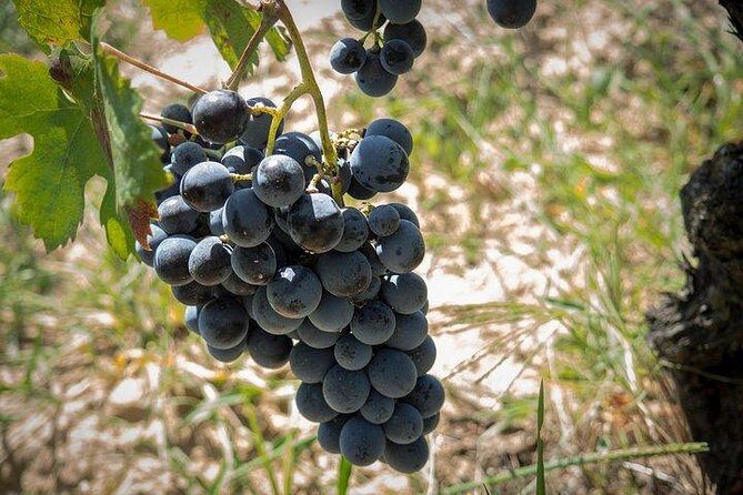 Wine tour aroud vineyards of Cagliari - Discovering the Cagliari Vineyards: A Truly Authentic Wine Tour