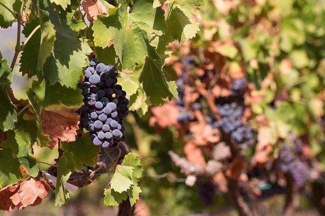 Wine tour aroud vineyards of Cagliari - An In-Depth Look at the Sardinian Vineyard Experience