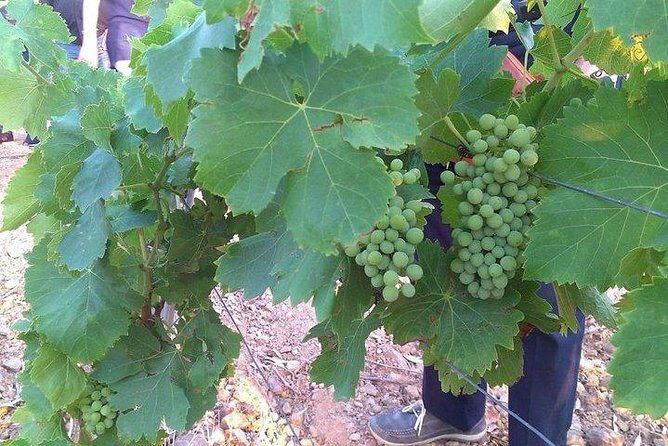 Wine tour aroud vineyards of Cagliari - The Sum Up