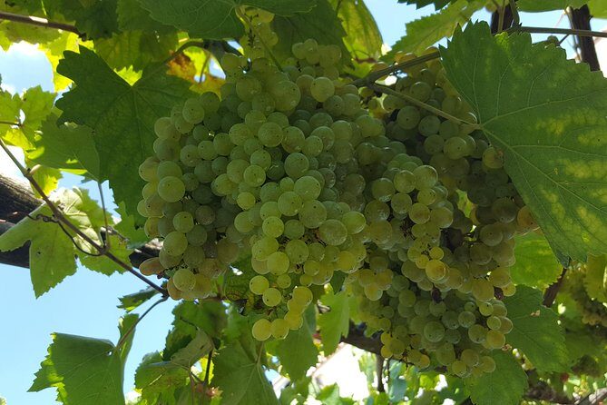 Wine Tour Experience for Family or friend's group - An In-Depth Look at the Salerno Wine Tour Experience