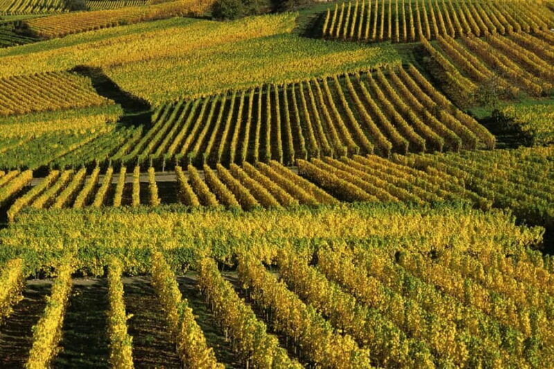Wine tour of the Alsace wine route - Key Points