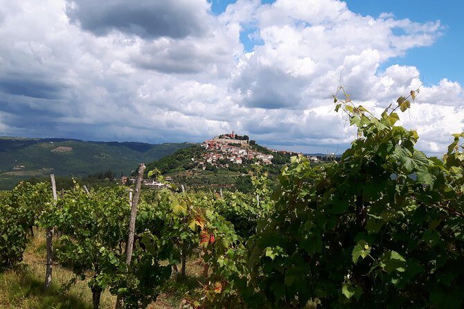 Wine Tour - The Best of Istria - A Deep Dive into the Experience: What to Expect  