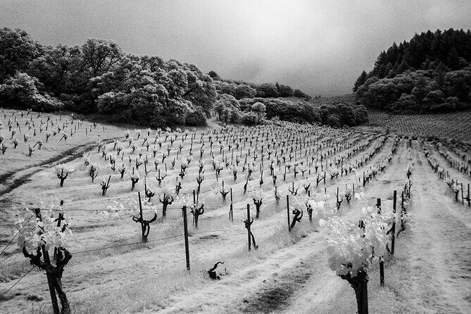 Wine tour up to 6 passengers - A Closer Look at the Napa & Sonoma Private Wine Tour