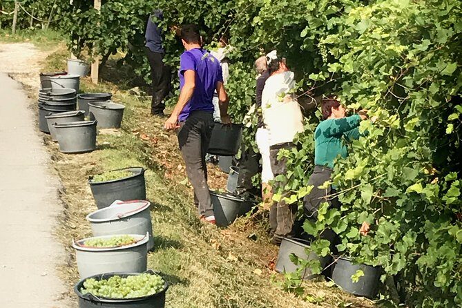 Wine Tour whit wine tasting - A Deep Dive into the Itinerary