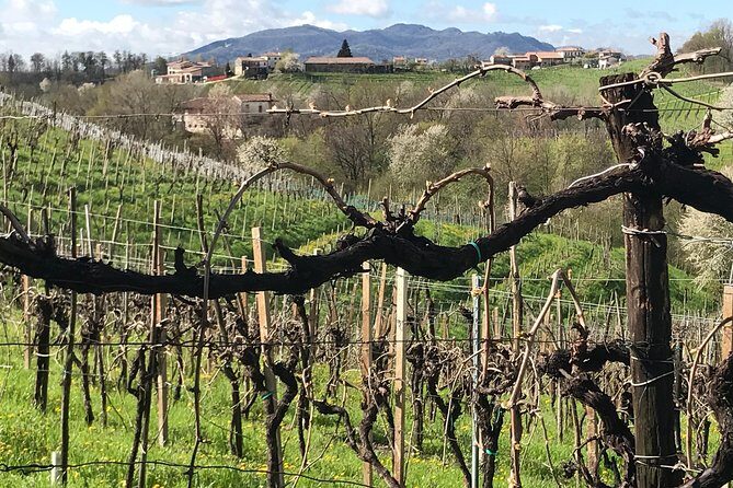 Wine Tour whit wine tasting - Frequently Asked Questions (FAQs)