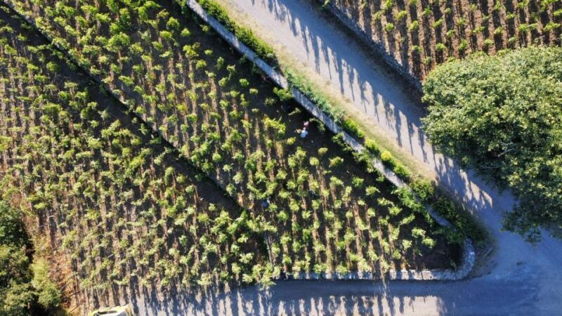 Wine tour with wine tasting - The Wines and Tasting Experience