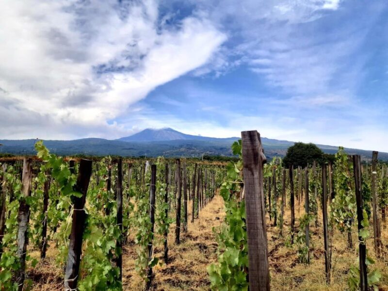 Wine tour with wine tasting - Practical Details and Tips