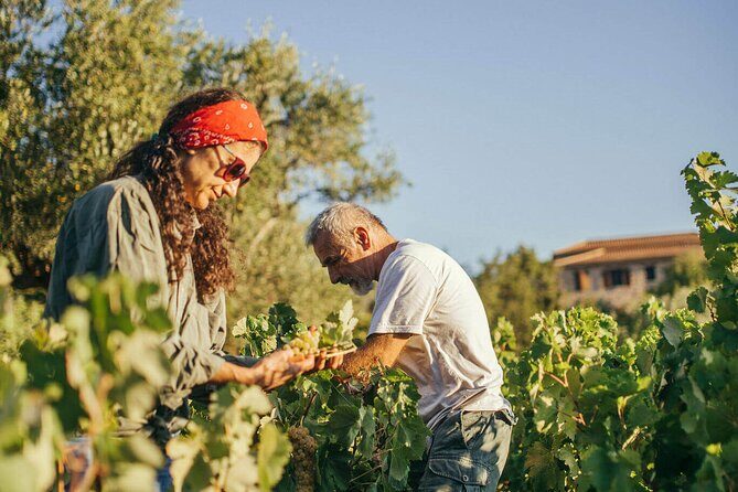 Winery Tour and Tasting in Zakynthos with the Winemaker - FAQ