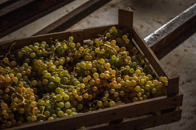 Winery Tour and Wine Tasting in Montepulciano d'Abruzzo - Authentic Experiences Highlighted by Reviewers