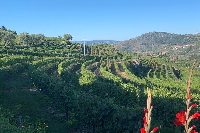 Winery Tour and Wine Tasting Quinta da Portela de Baixo in Lamego - The Wines and Food Pairings