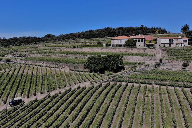 Winery Tour and Wine Tasting Quinta da Portela de Baixo in Lamego - Who Is This Tour Best For?