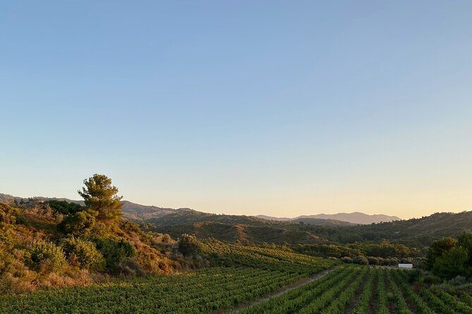Winery Tour, Tasting and cooking with the Winemaker in Rhodes - Practical Details and What to Expect