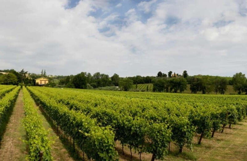 Winery Tour with Wine & Food Tasting near Riccione & Rimini - Exploring the Vineyards: Sight, Smell, and Serenity