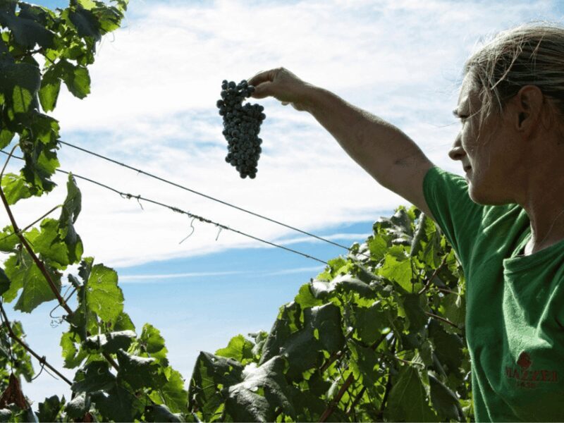 Winery Visit & Tasting near Grosseto with 6 wines - In-Depth Look at the Experience