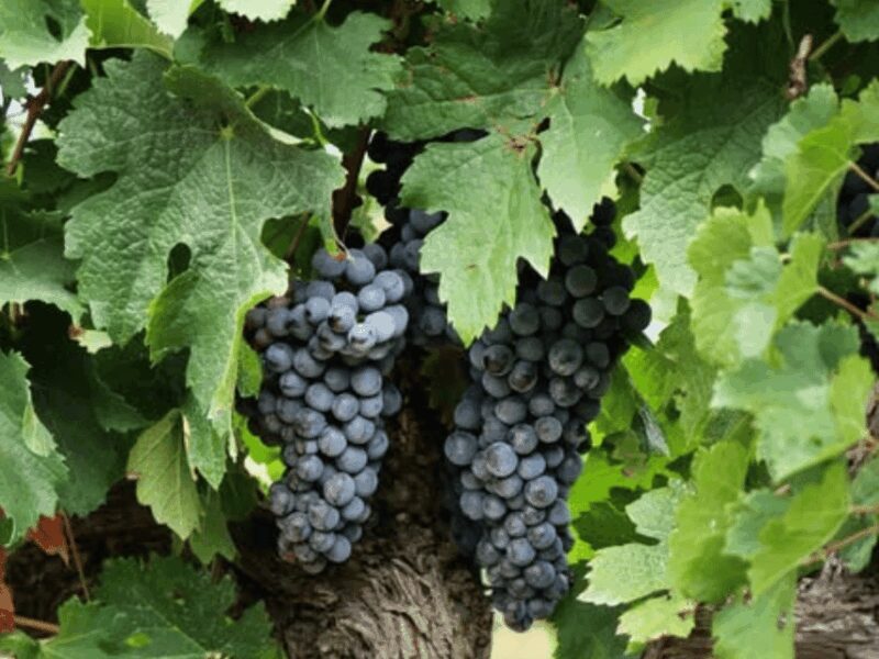 Winery Visit & Tasting near Grosseto with 6 wines - Frequently Asked Questions