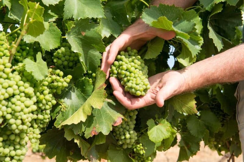 Wines and Whispers: A Barossa Valley Wine Tour from Adelaide - Considerations for Travelers