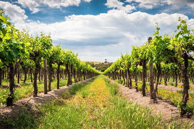 Wines and Whispers:Barossa Valley Private Wine Tour from Adelaide - Key Points