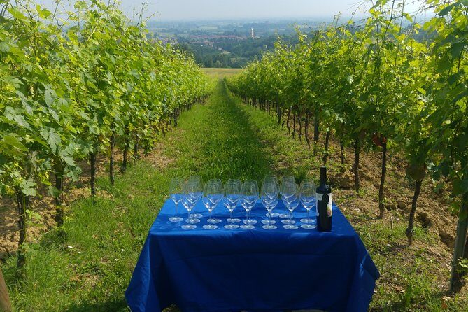 Winetour and tasting on Bologna hills, guided by the wine grower - Setting and Atmosphere