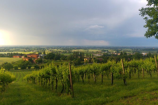Winetour and tasting on Bologna hills, guided by the wine grower - The Experience’s Highlights