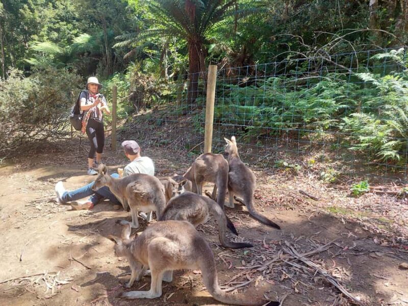Wings Wildlife Park Burnie Shore Excursion - Key Points