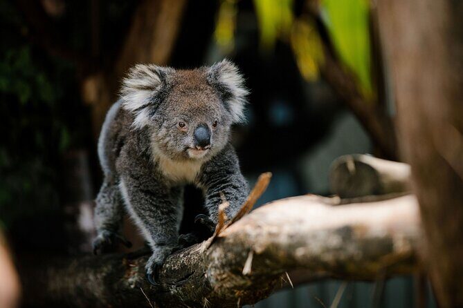 Wings Wildlife Park Shuttle, Burnie Shore Excursion - In-Depth Look at the Experience