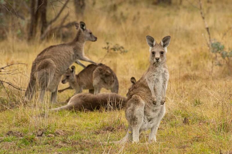 Wings & Wilds of Canberra Tidbinbilla Half-Day Private Tour - An Authentic Wildlife Adventure Right Near Canberra