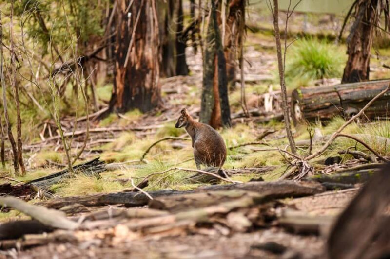 Wings & Wilds of Canberra Tidbinbilla Half-Day Private Tour - What’s on the Itinerary?