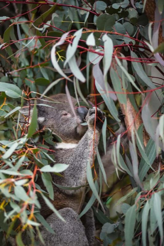 Wings & Wilds of Canberra Tidbinbilla Half-Day Private Tour - Costs and Value