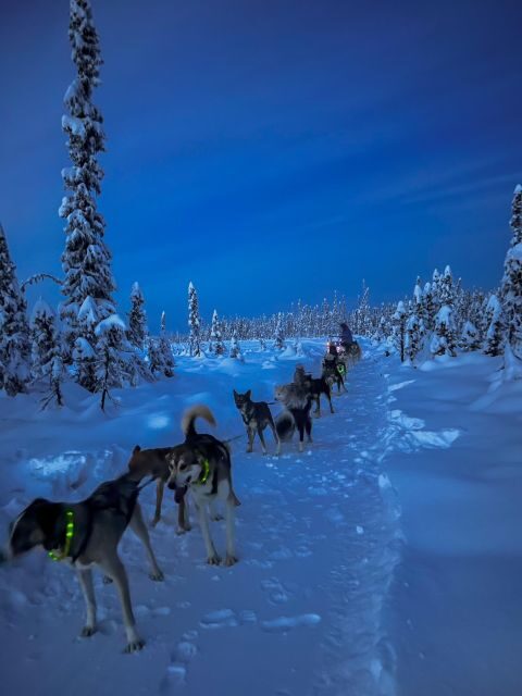 Winter Dog Sled Tour Day or Night Mush! - Exploring the Tour Details