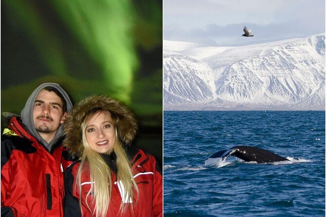 Winter Whale Watching and Northern Lights Cruise from Reykjavik - A Close Look at the Tour Experience