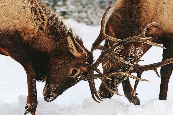 Winter Wildlife Discovery Tour - FAQs