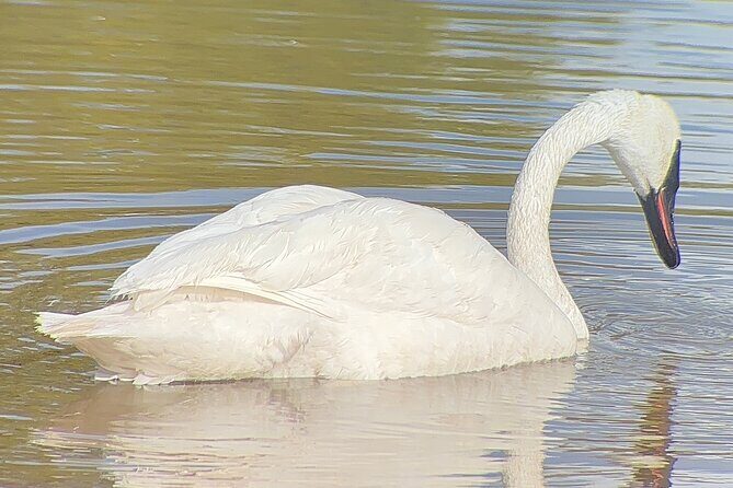 Winter Wildlife Safari: Lamar Valley | Gardiner | PRIVATE + Lunch - The Guides: Knowledge, Passion, and Personal Touch