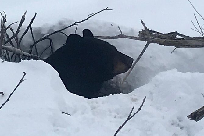 Winter - Wildlife & Turnagain Arm Tour - Practical Tips for Booking and Participating