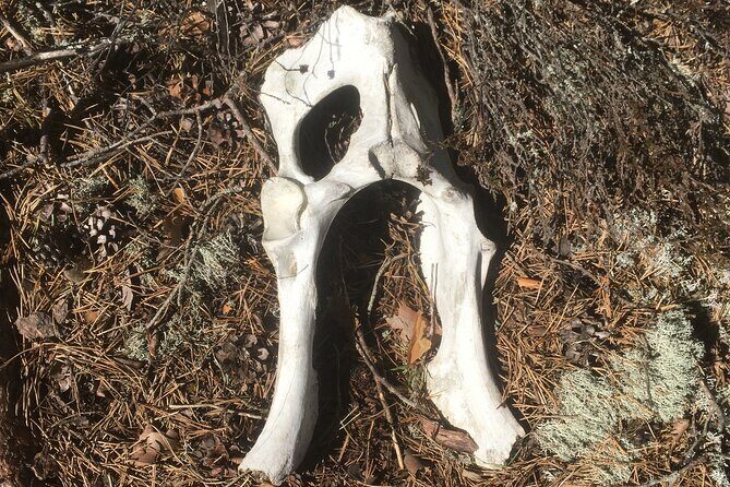 Wolf and Wildlife Tracking in Sweden - Is This Tour Worth It?