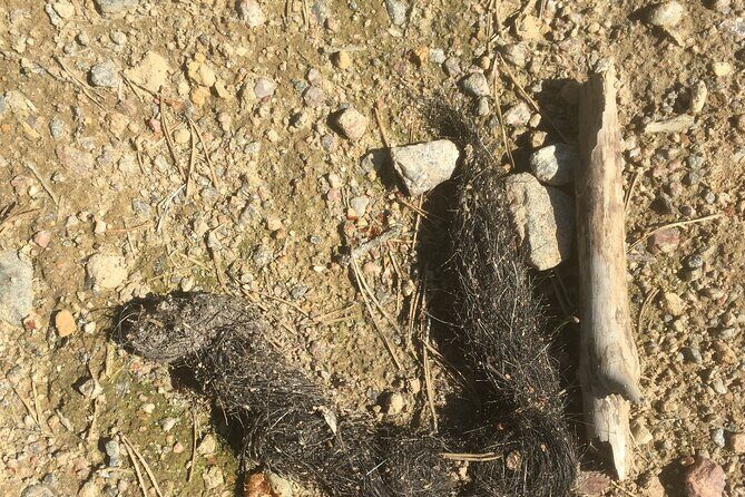 Wolf and Wildlife Tracking in Sweden - Who Would Love This Experience?