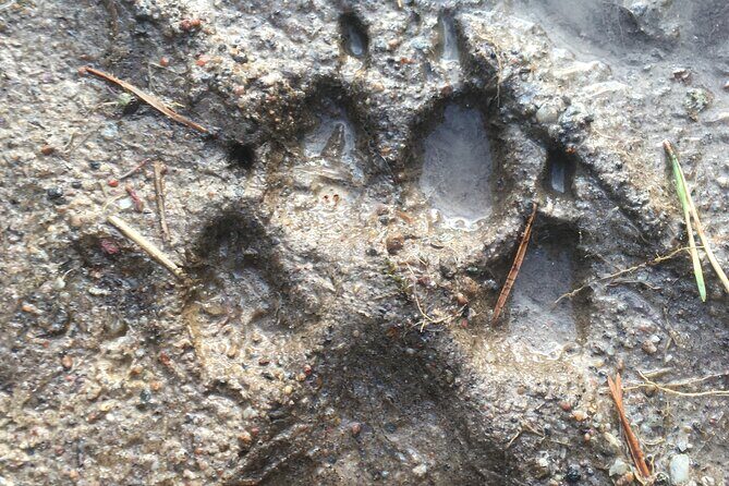 Wolf and Wildlife Tracking in Sweden - The Sum Up