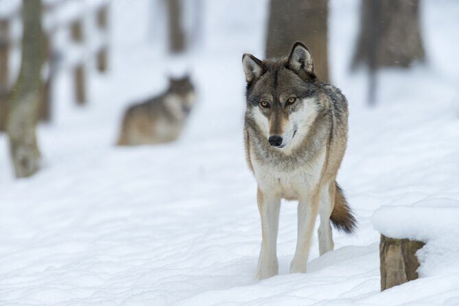 Wolf and Wildlife Tracking in Sweden - FAQ