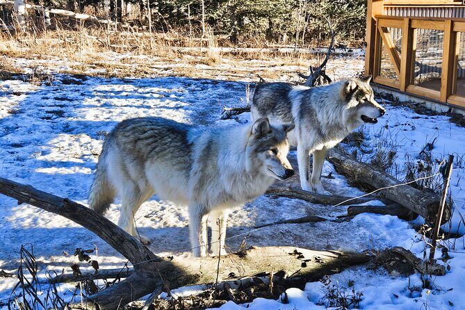 Wolfdog Sanctuary and Banff Day Trip - The Sum Up