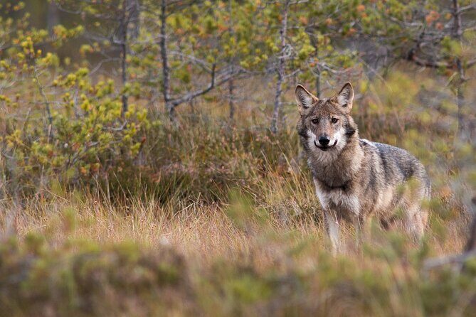 Wolves, Moose & Beavers in the forests of Central Sweden - Key Points
