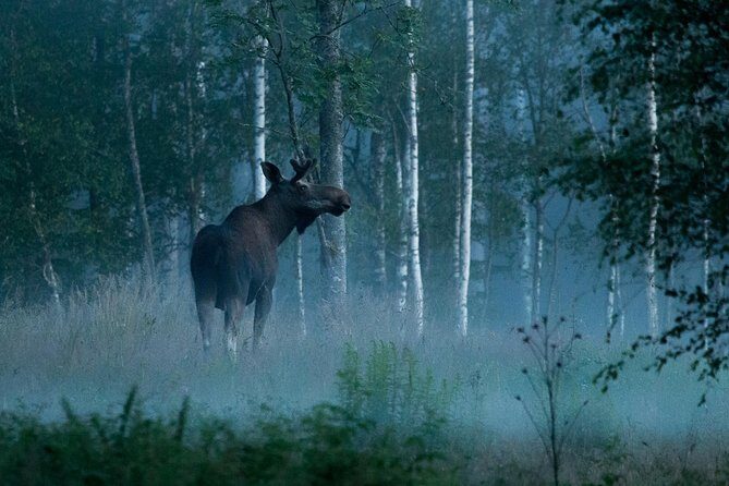 Wolves, Moose & Beavers in the forests of Central Sweden - An In-Depth Look at the Swedish Wilderness Tour
