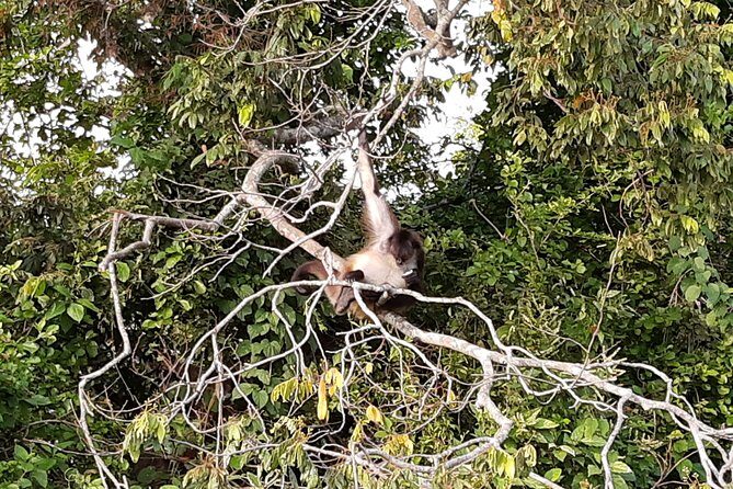 Wonders in the jungle of our mother culture Catemaco & Los Tuxtlas - Authentic Experiences and Insights from Reviews