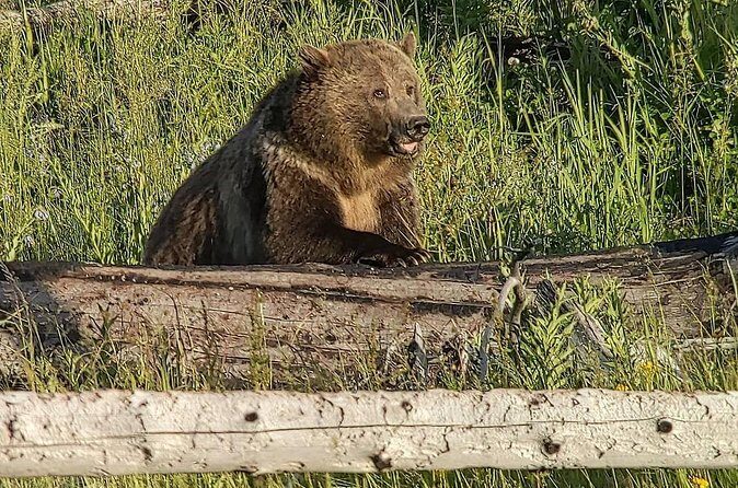 Wonders of Yellowstone Lower Loop Private Tour with Lunch - The Sum Up: Is It Worth It?