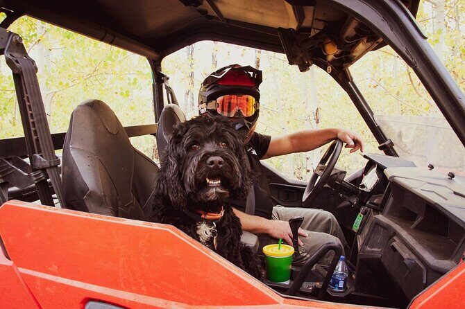 Woodland Park: 2 Hour Guided Wildlife Sunset UTV Tour - You Drive - The Sum Up